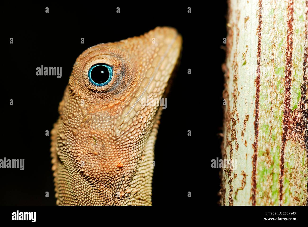 Small arboreal lizard (Aphaniotis fusca) in Taman Negara, Malaysia ...
