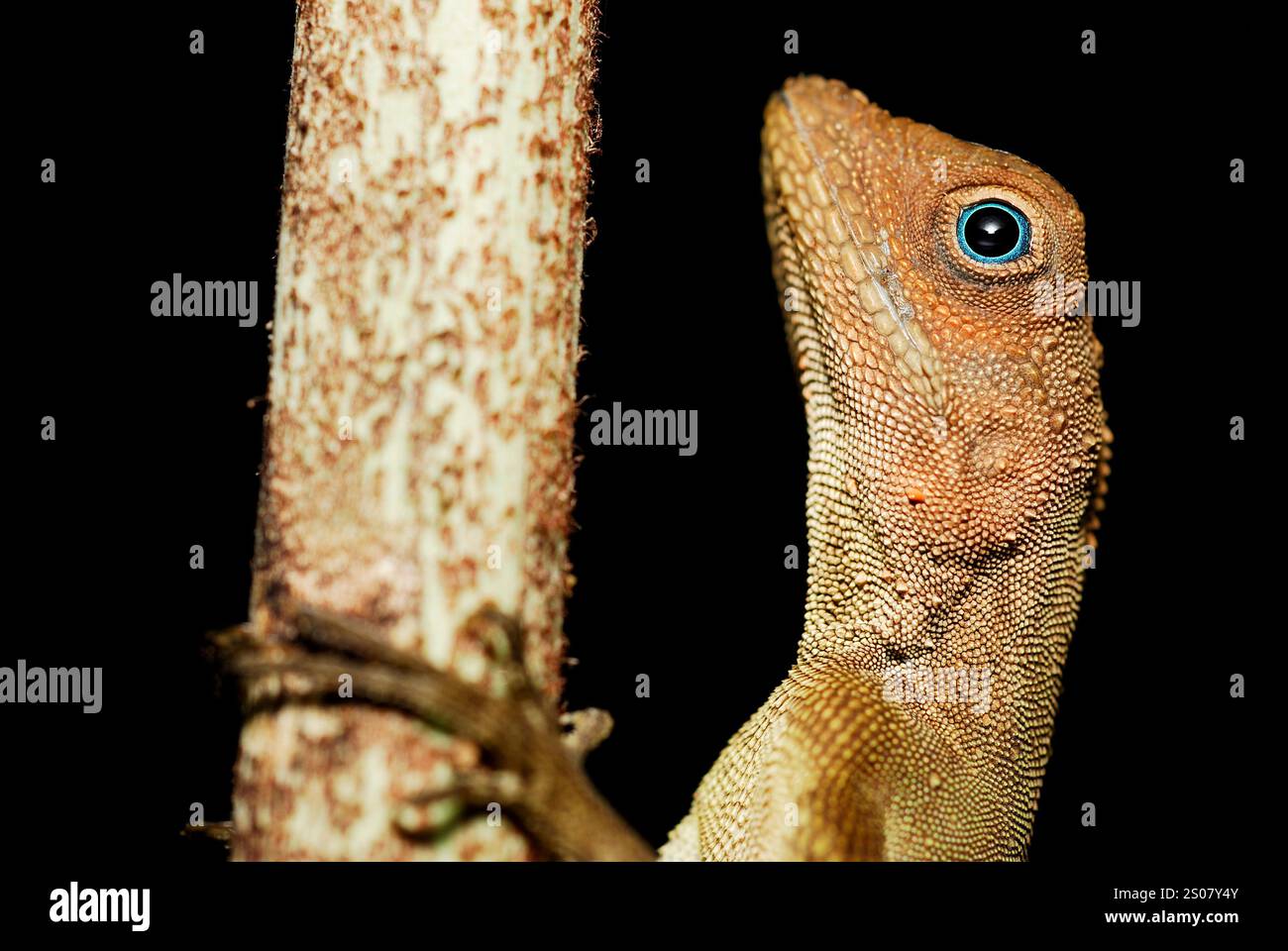 Small arboreal lizard (Aphaniotis fusca) in Taman Negara, Malaysia ...