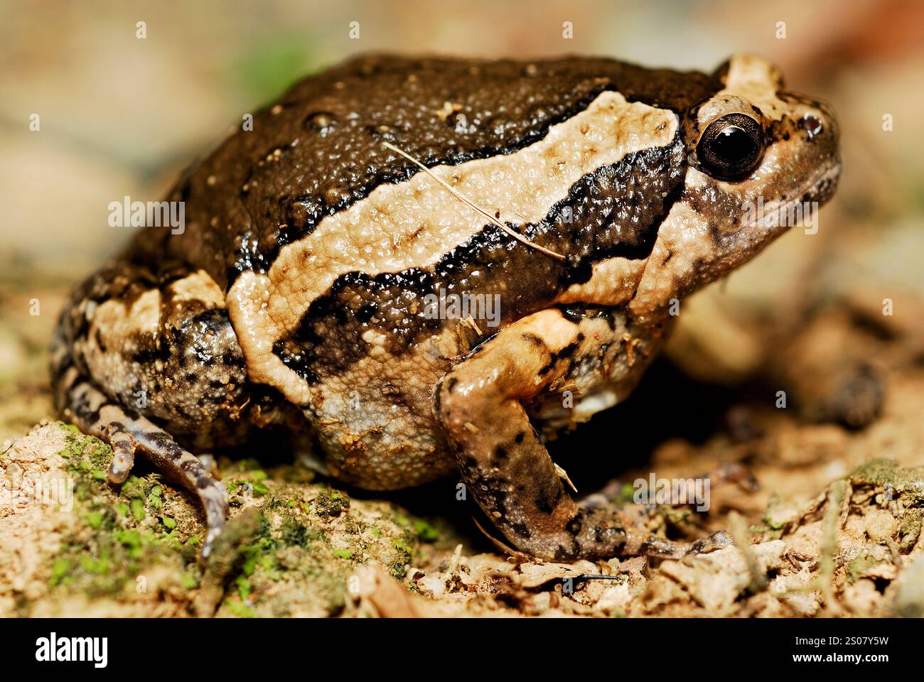 The banded bullfrog (Kaloula pulchra) close to Taman Negara nature park ...