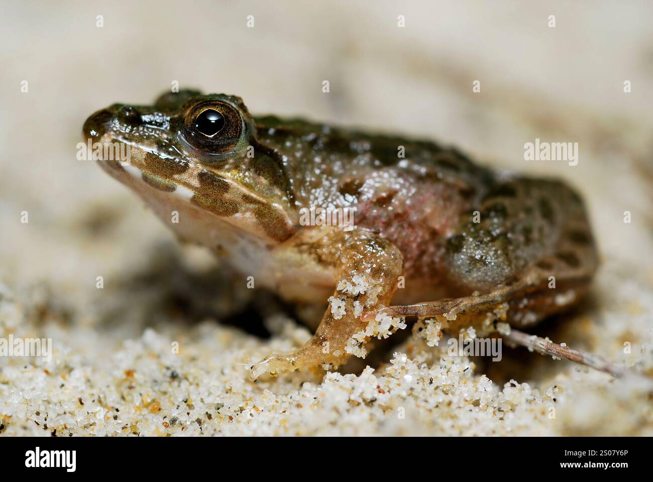 Fejervarya cancrivora hi-res stock photography and images - Alamy