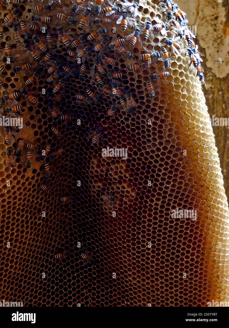 small wild honey bees nest colony, Bees are winged insects closely ...