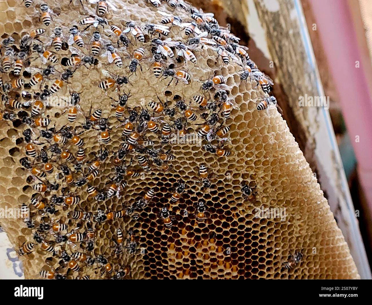 small wild honey bees nest colony, Bees are winged insects closely related to wasps and ants ...