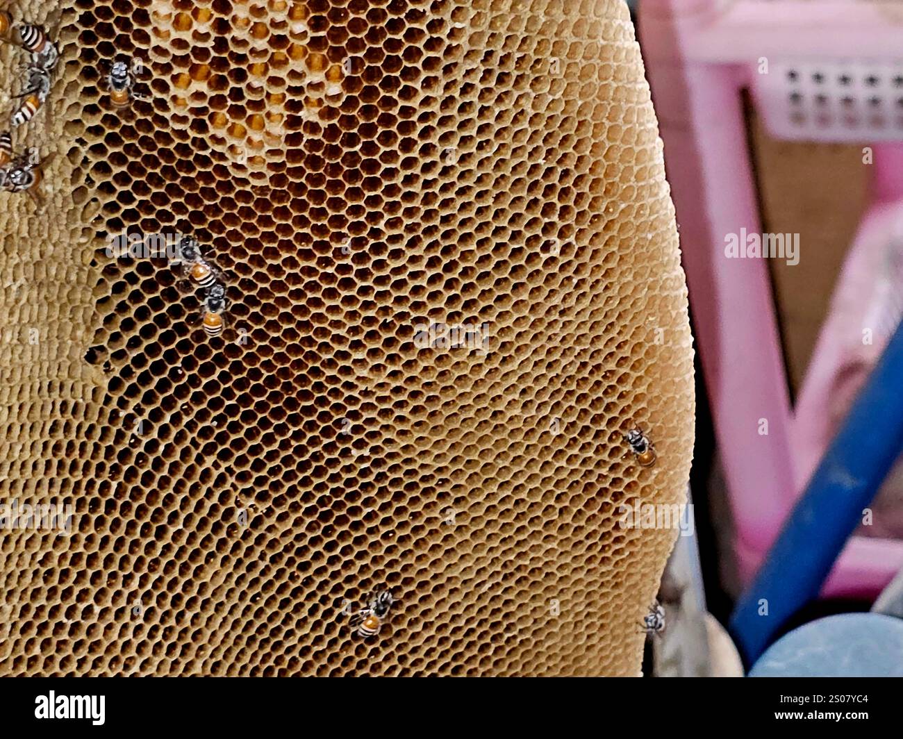small wild honey bees nest colony, Bees are winged insects closely ...