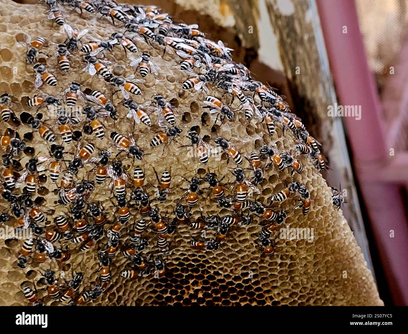 small wild honey bees nest colony, Bees are winged insects closely ...