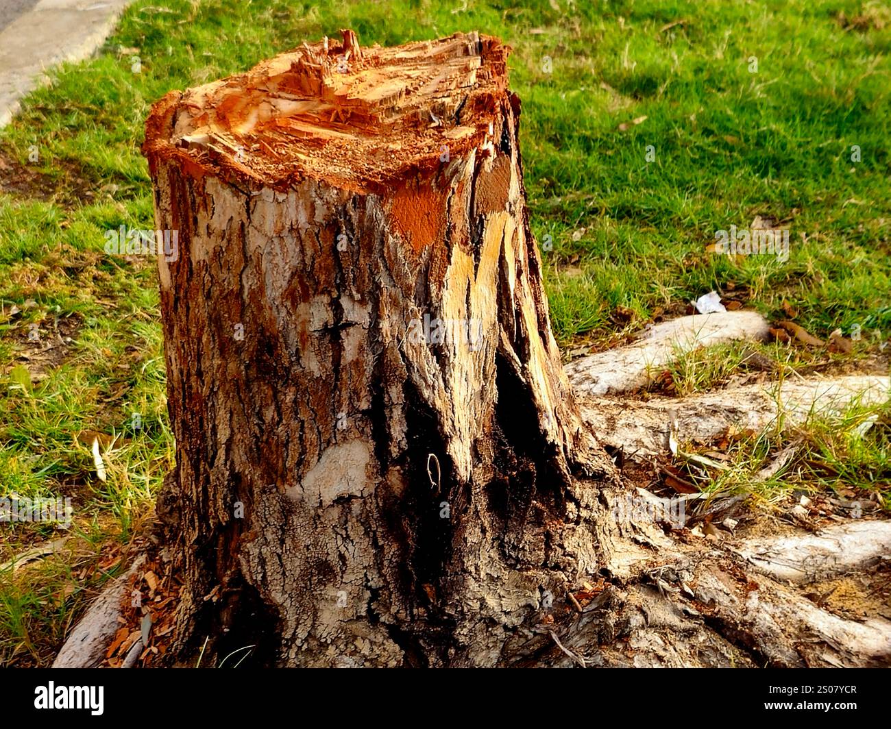 The stump or tree stump, a small remaining portion of the trunk with ...