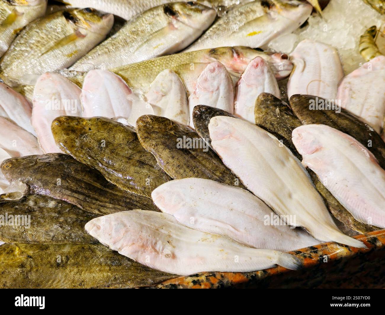 The common sole dover fishes, Solea solea, species of flatfish in the ...
