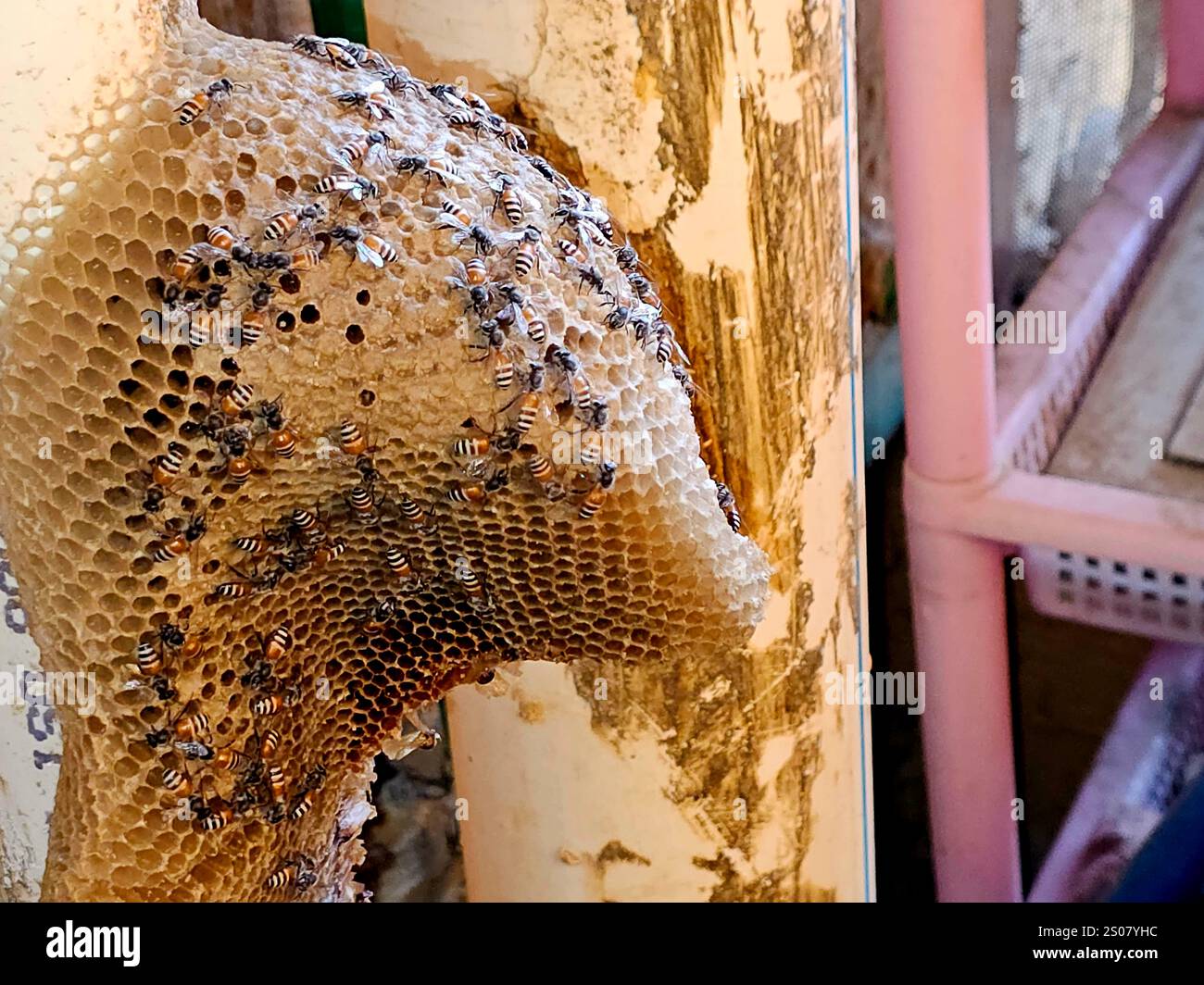 small wild honey bees nest colony, Bees are winged insects closely ...
