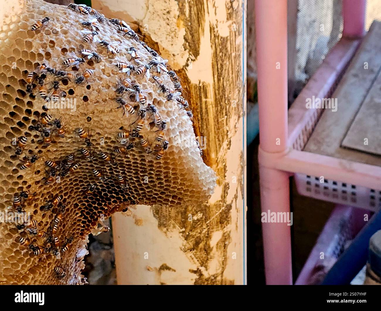 small wild honey bees nest colony, Bees are winged insects closely ...