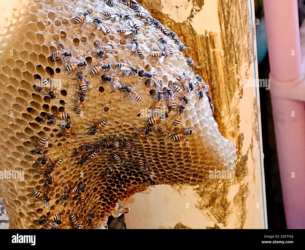 small wild honey bees nest colony, Bees are winged insects closely ...