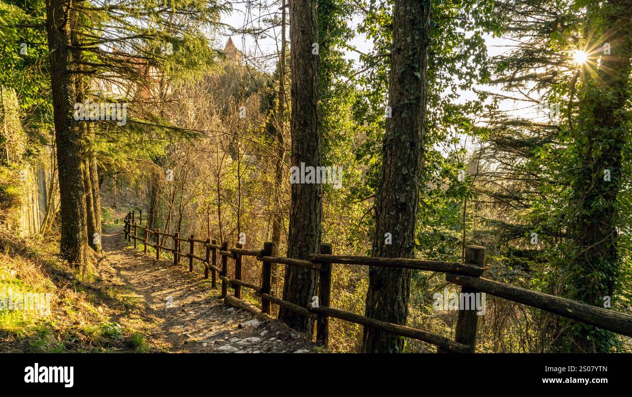 A serene forest path lined with wooden fencing, surrounded by tall ...
