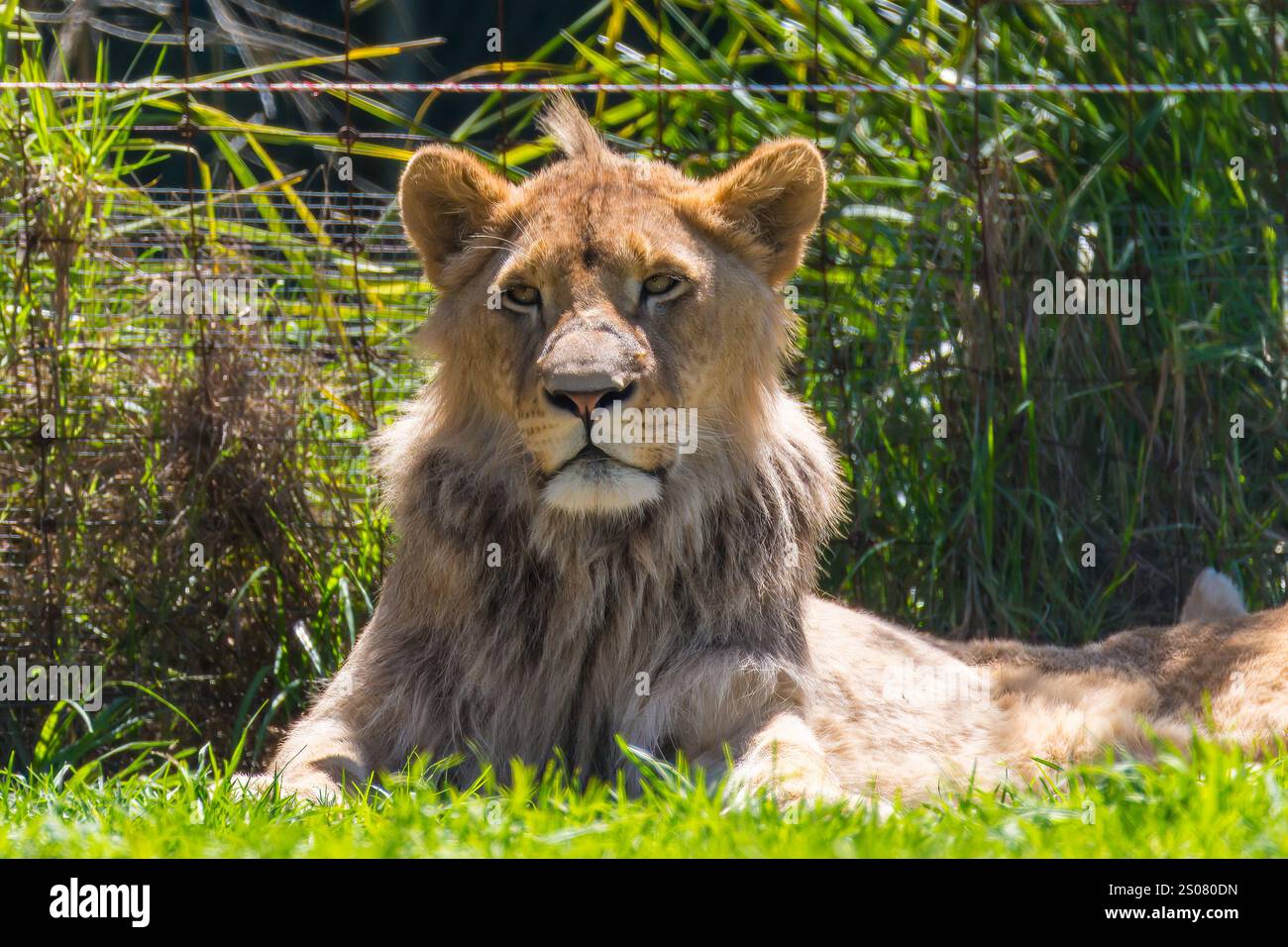 A young lion around 4 years old named Phoenix at Mogo Wildlife Park ...