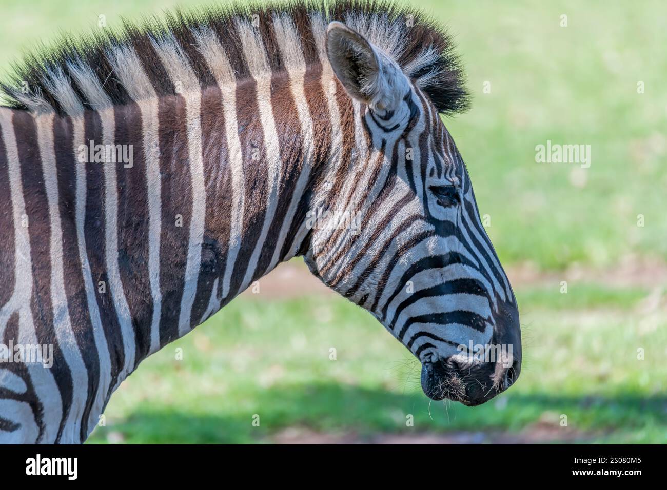 The Plains Zebra is also known as the Common Zebra. All Zebras have ...
