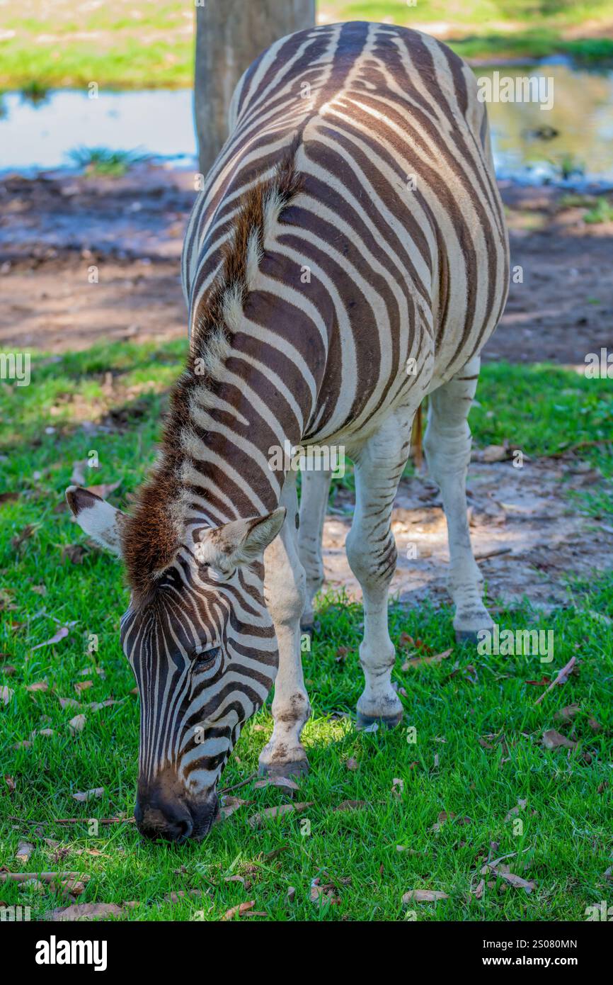 The Plains Zebra is also known as the Common Zebra. All Zebras have ...