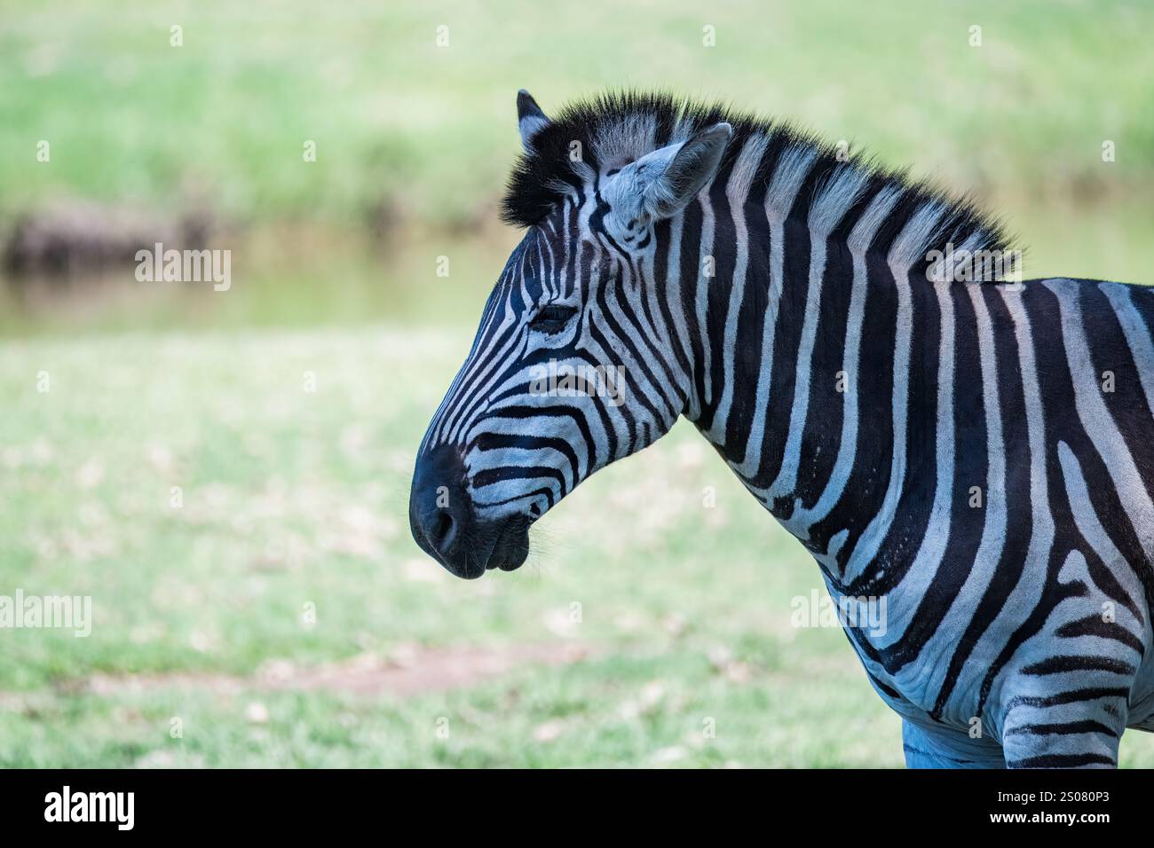 The Plains Zebra is also known as the Common Zebra. All Zebras have ...