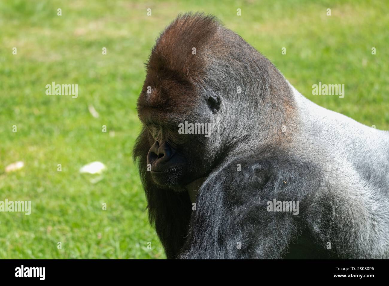The western lowland gorilla is the smallest subspecies of gorilla Stock ...