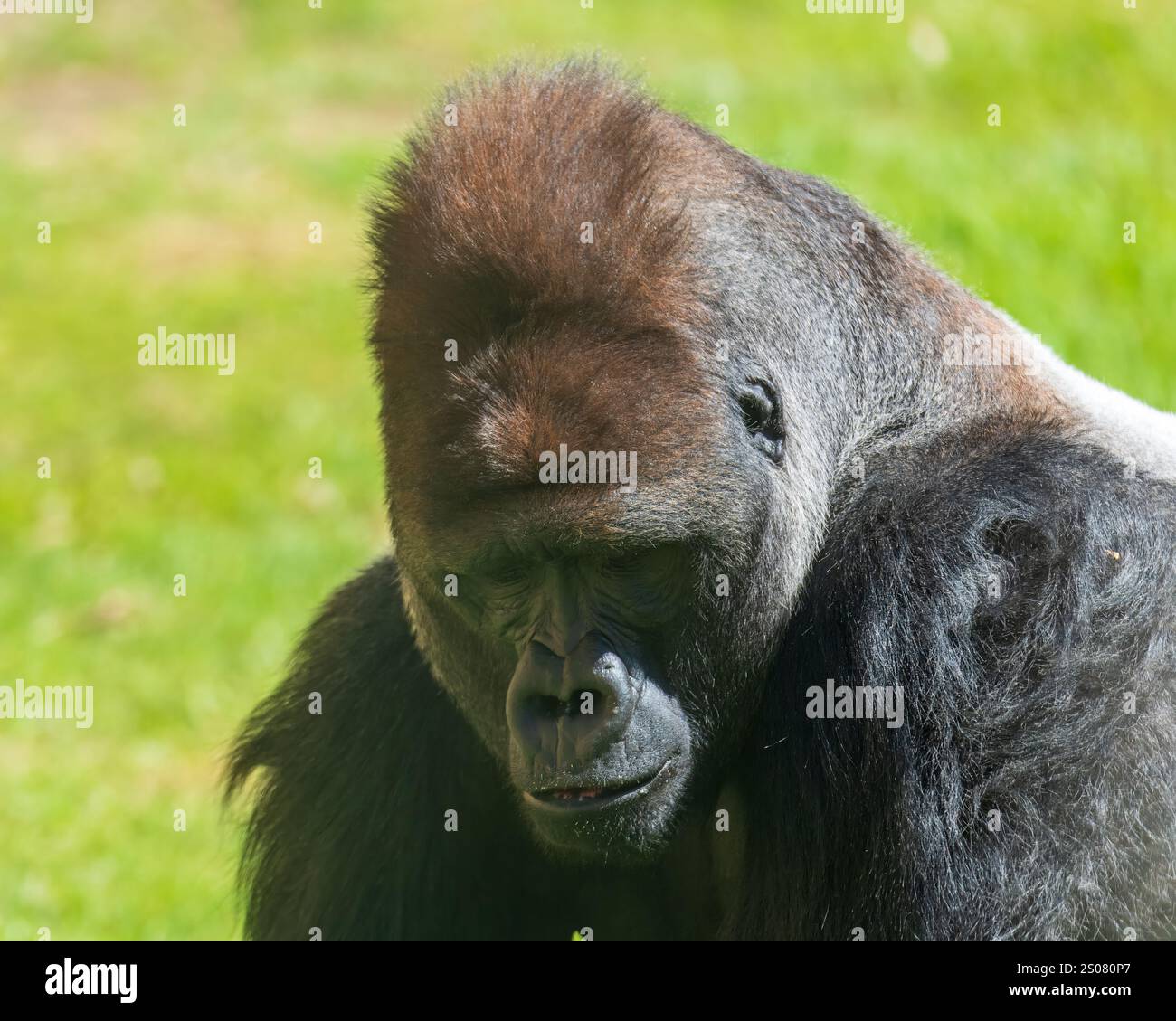 The western lowland gorilla is the smallest subspecies of gorilla Stock ...