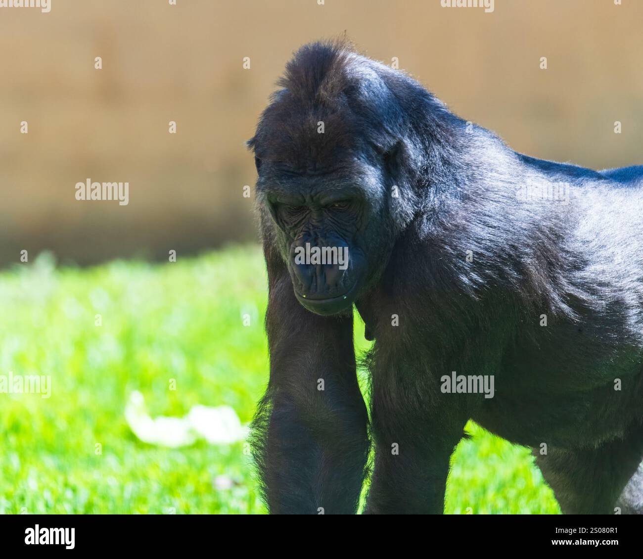 The western lowland gorilla is the smallest subspecies of gorilla Stock ...