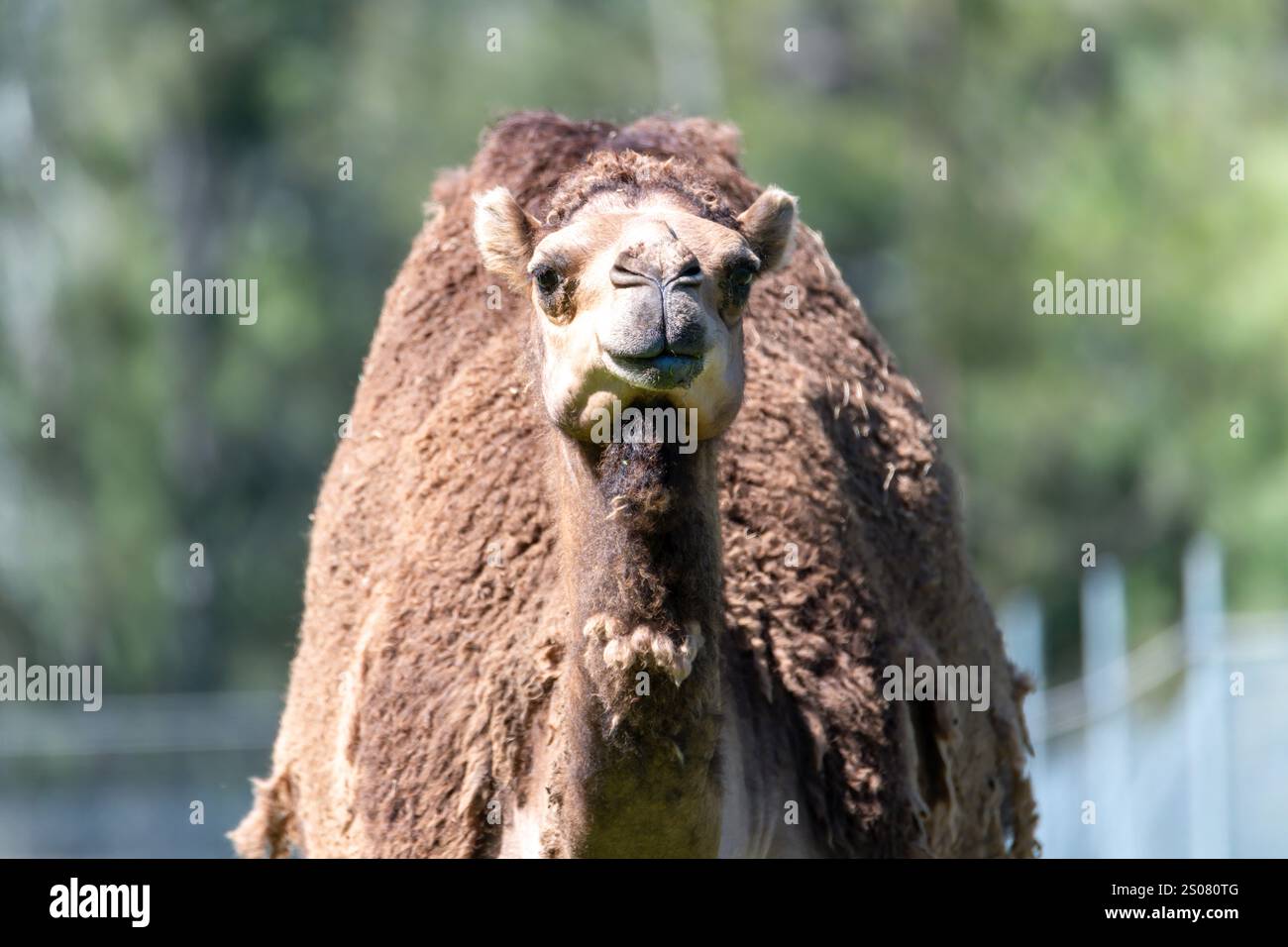 Camel with single hump and long neck Stock Photo - Alamy