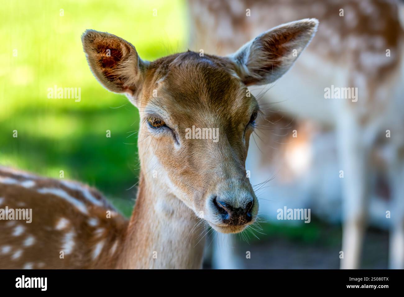 European Fallow Deer are herbivores and mammals. They are the most ...