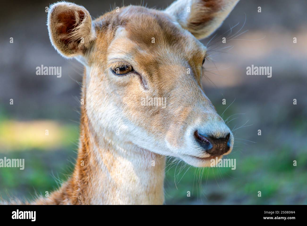 European Fallow Deer are herbivores and mammals. They are the most ...