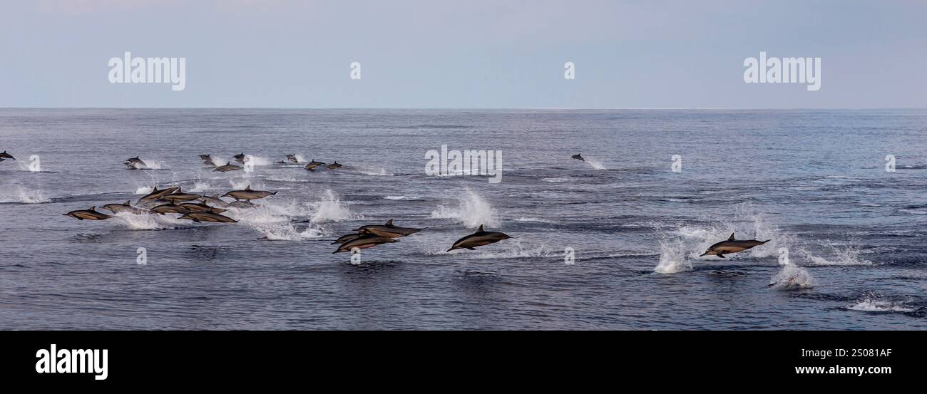 A pod of dolphins gracefully swims through the deep blue ocean ...