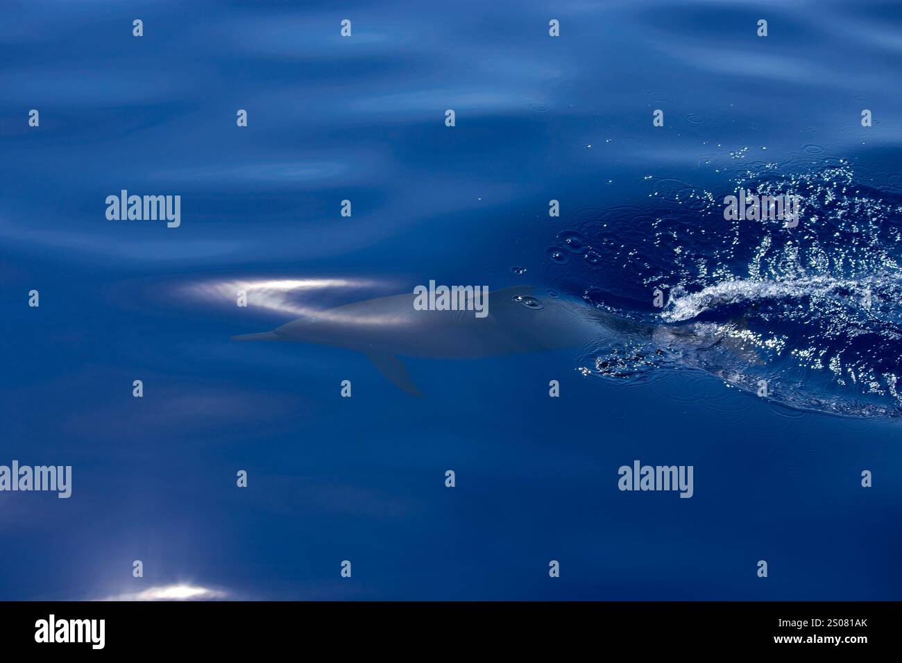 A sleek dolphin glides just beneath the ocean's calm, blue surface ...