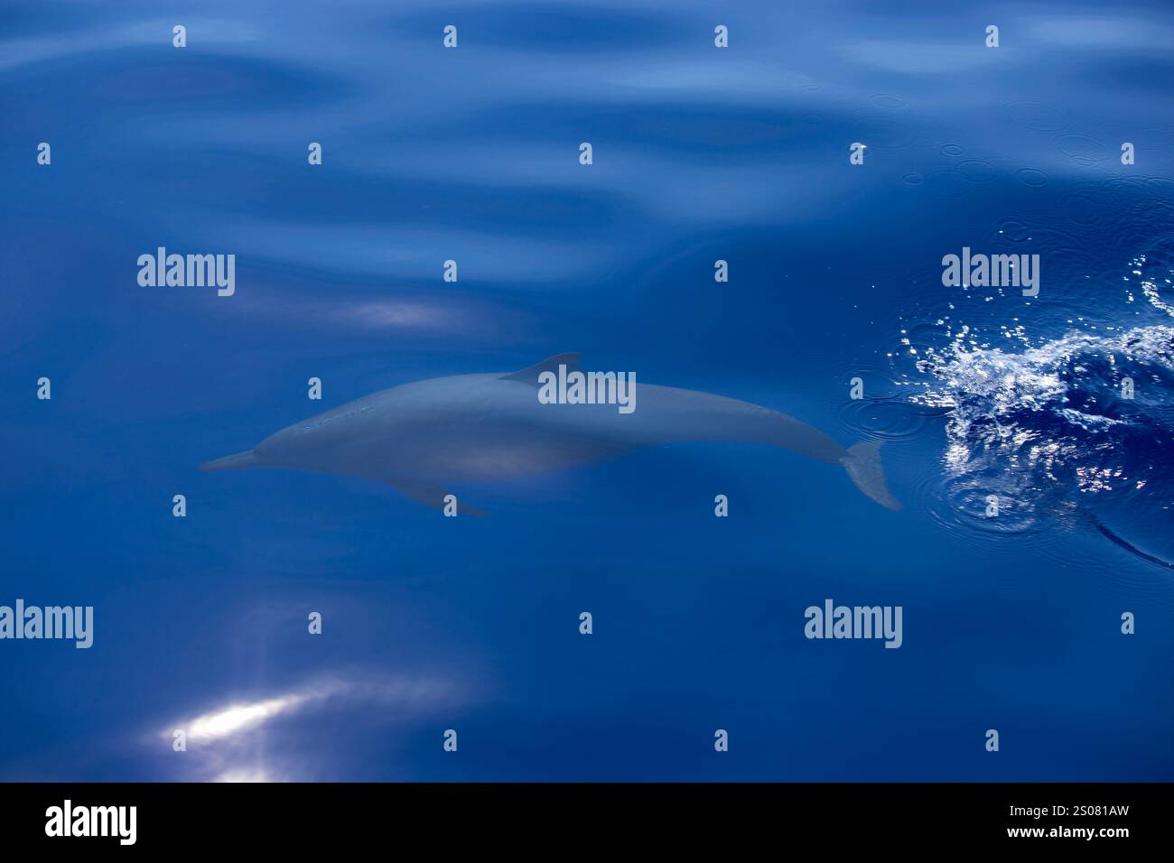 A sleek dolphin glides just beneath the ocean's calm, blue surface ...
