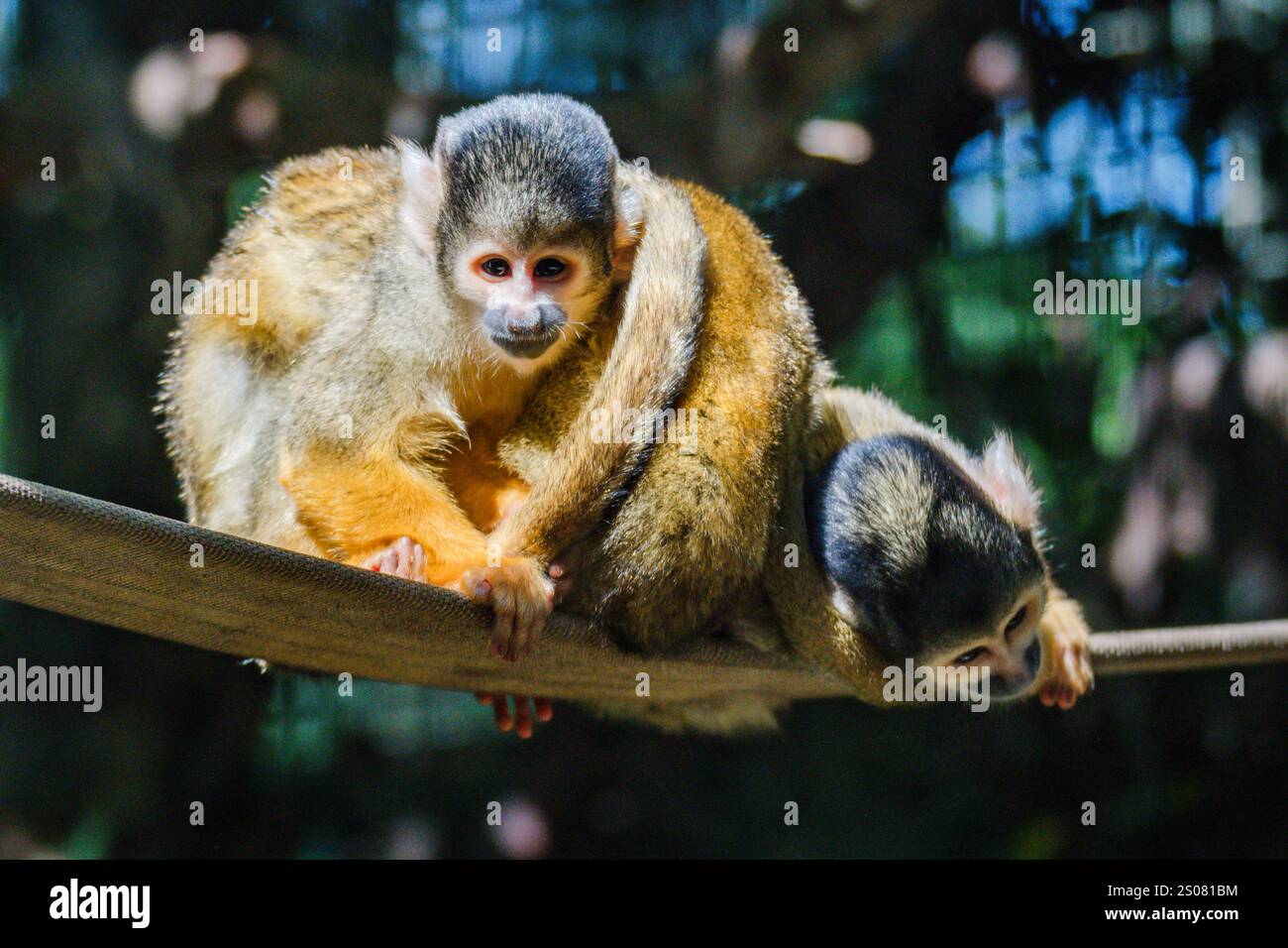 Bolivian Squirrel Monkeys are a small, white face monkey with a black ...