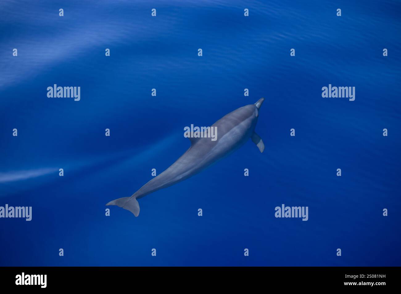 A sleek dolphin glides just beneath the ocean's calm, blue surface ...