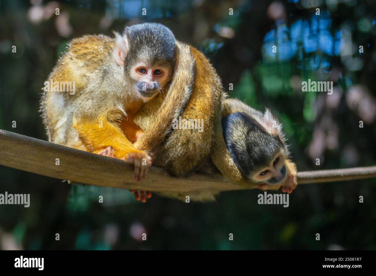 Bolivian Squirrel Monkeys are a small, white face monkey with a black ...