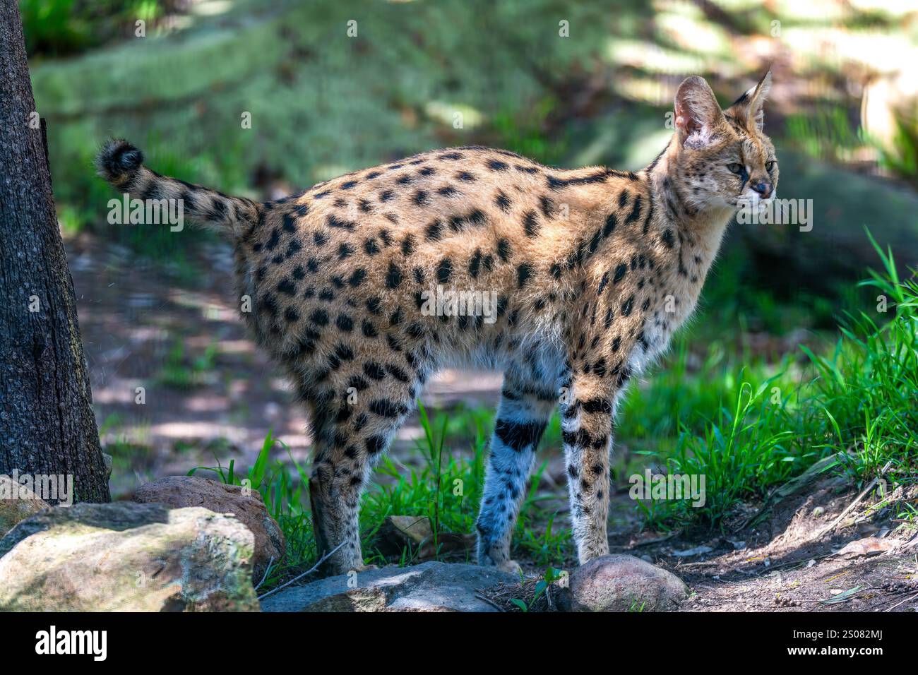 The African Serval is a wild cat that is medium-sized with large ears ...