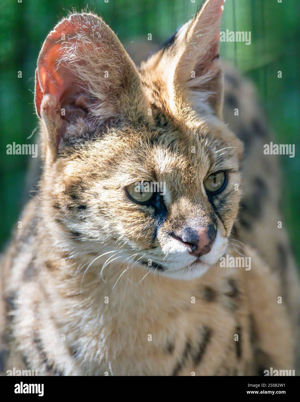 The African Serval is a wild cat that is medium-sized with large ears ...