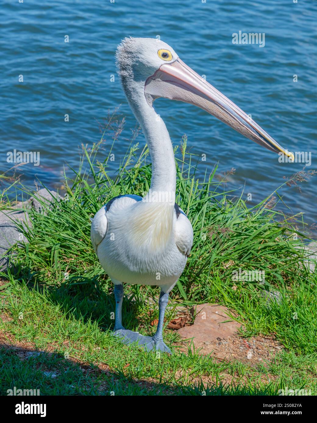 North Channel Hunter River, Stockton, NSW, Australia Stock Photo - Alamy
