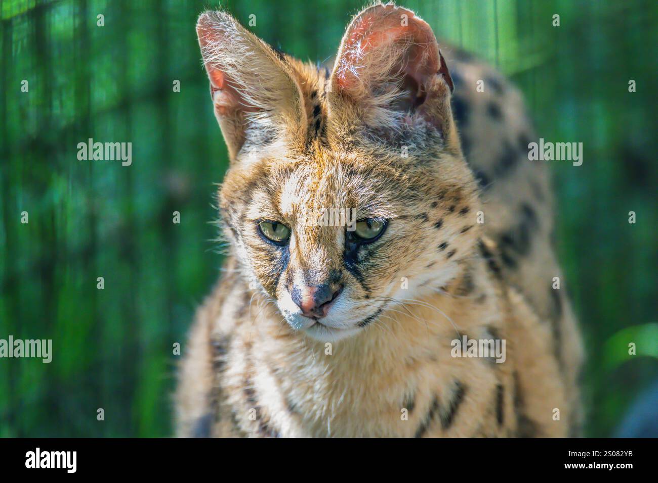 The African Serval is a wild cat that is medium-sized with large ears ...
