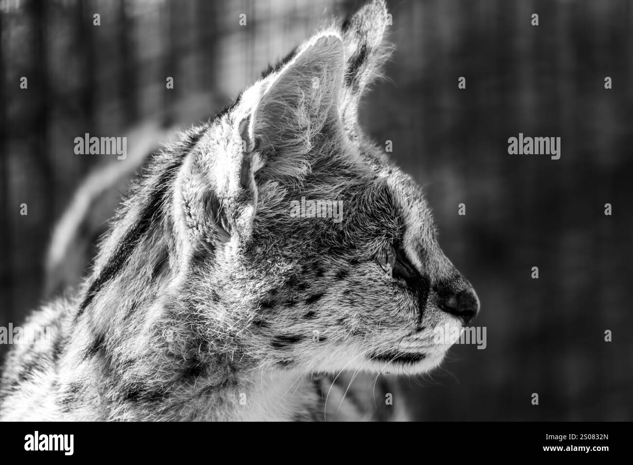 The African Serval is a wild cat that is medium-sized with large ears ...