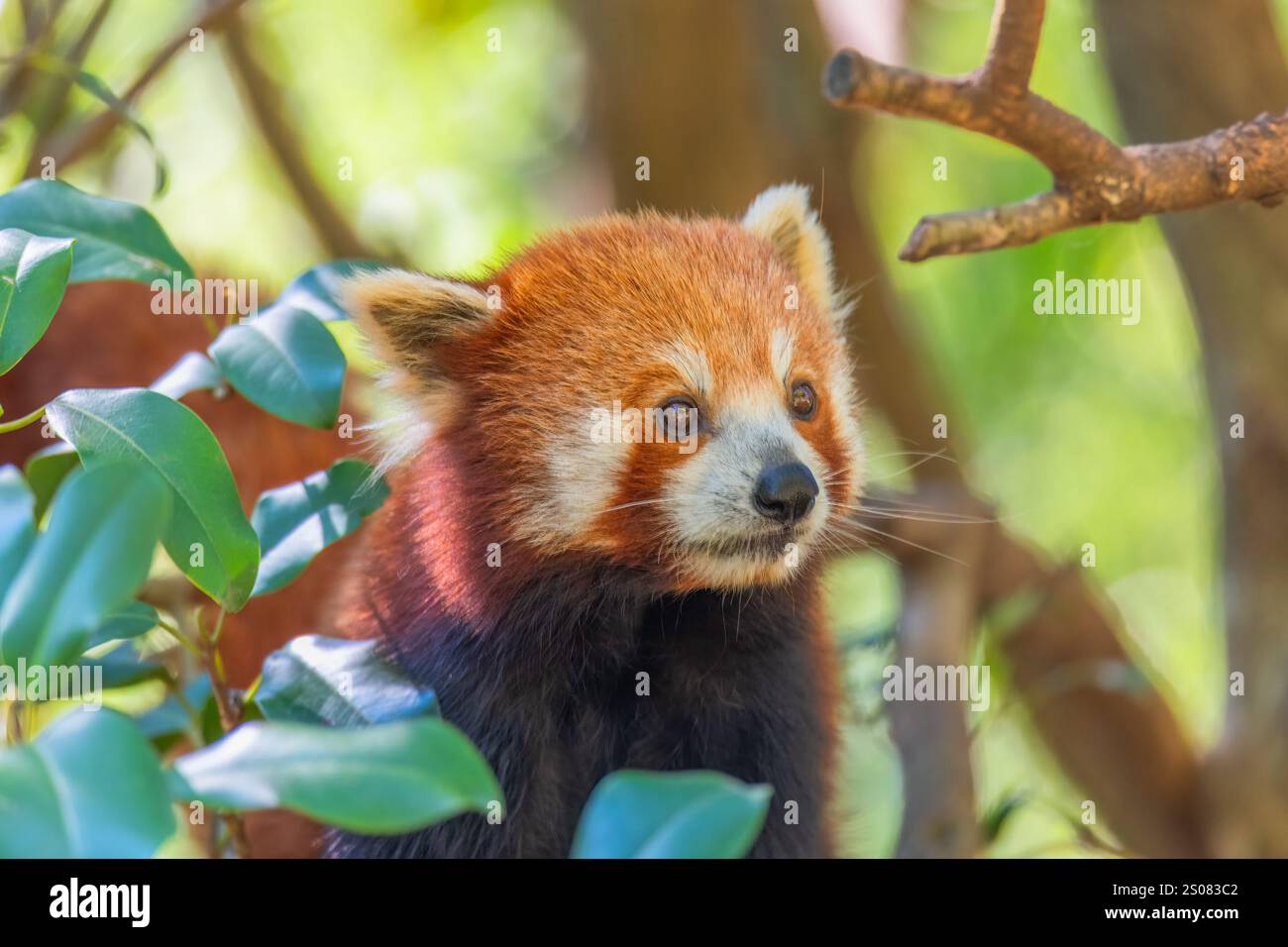 The red panda named for its reddish brown fur is an endangered mammal ...