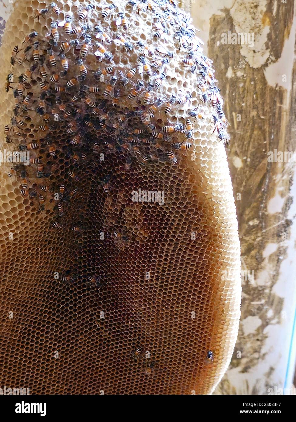 small wild honey bees nest colony, Bees are winged insects closely ...