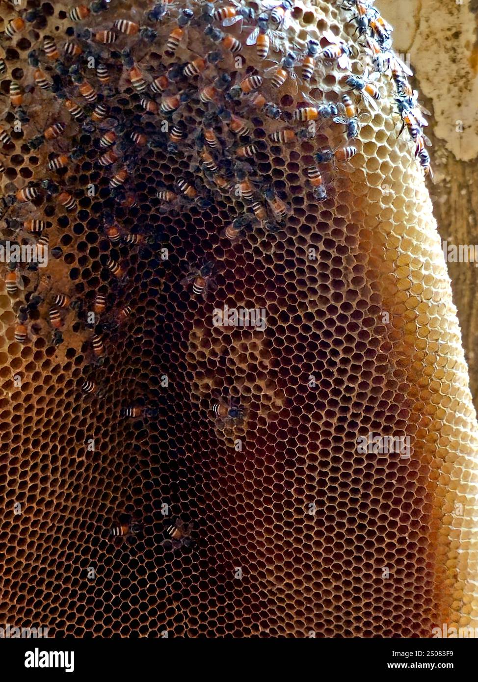 small wild honey bees nest colony, Bees are winged insects closely ...