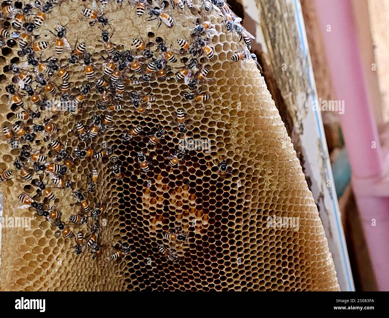 small wild honey bees nest colony, Bees are winged insects closely ...