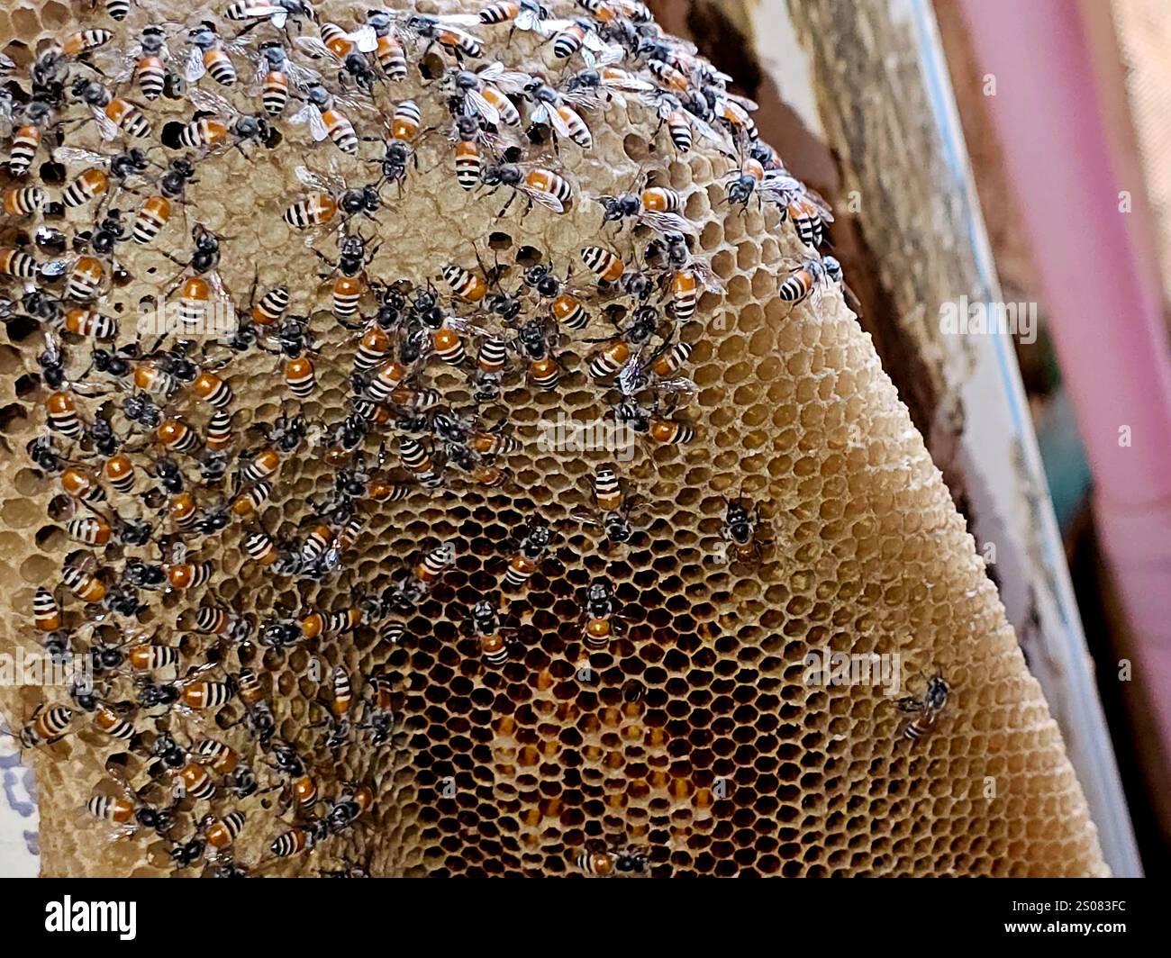 small wild honey bees nest colony, Bees are winged insects closely ...