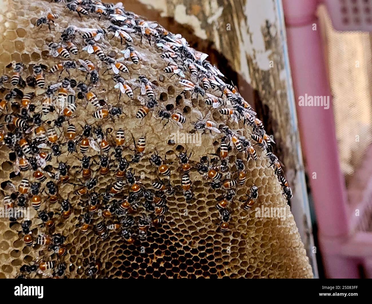 small wild honey bees nest colony, Bees are winged insects closely ...