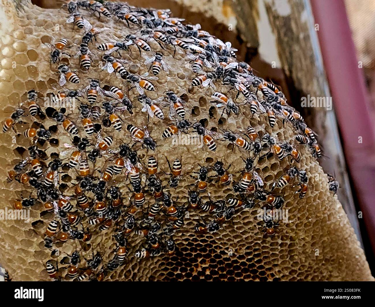 small wild honey bees nest colony, Bees are winged insects closely ...