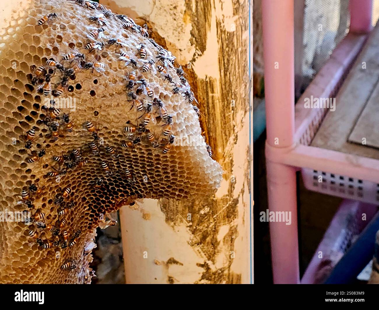 small wild honey bees nest colony, Bees are winged insects closely ...
