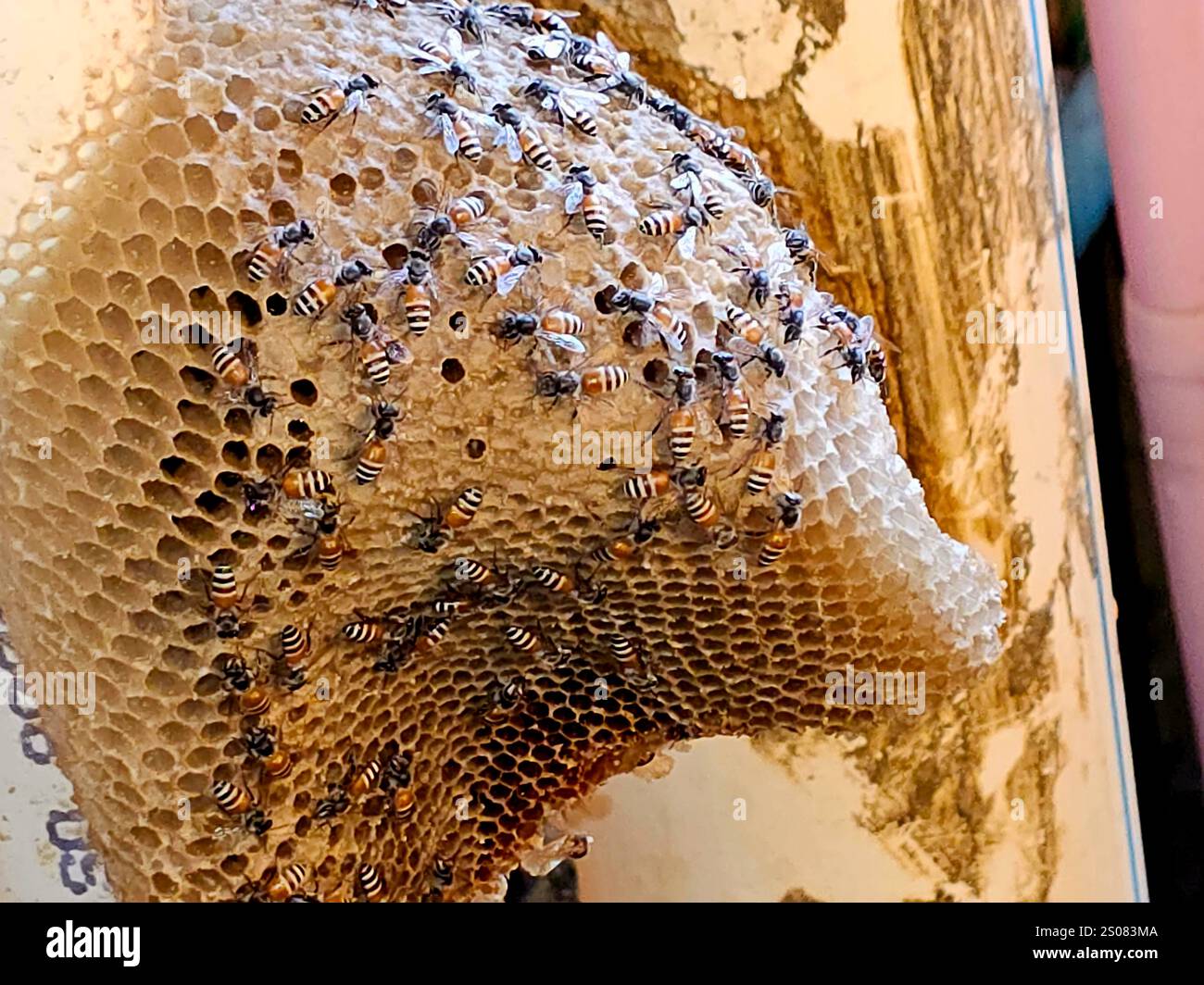small wild honey bees nest colony, Bees are winged insects closely ...