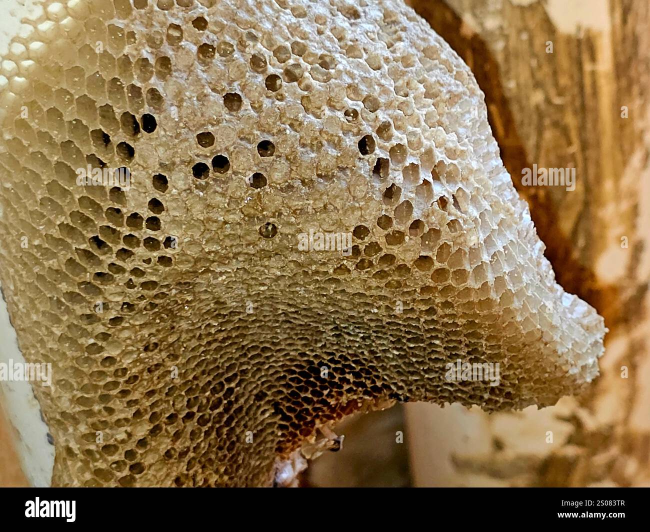 honeycomb, a mass of hexagonal prismatic cells built from beeswax by ...