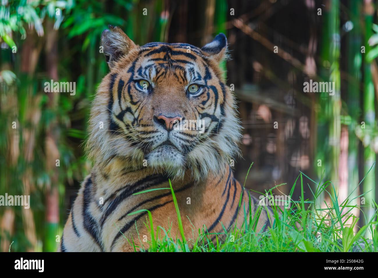 The Sumatran Tiger is the smallest of the Surviving Tiger subspecies ...