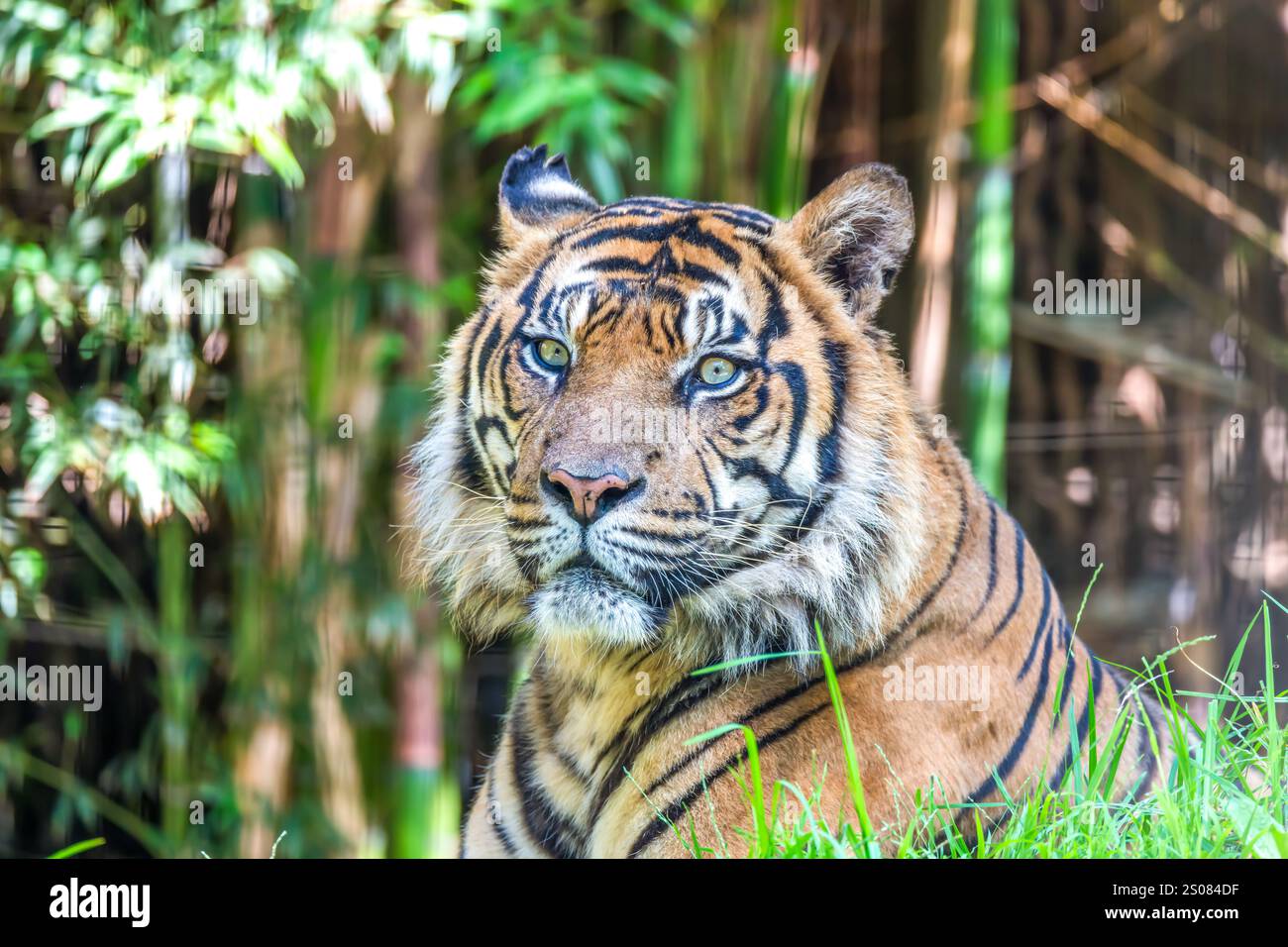 The Sumatran Tiger is the smallest of the Surviving Tiger subspecies ...