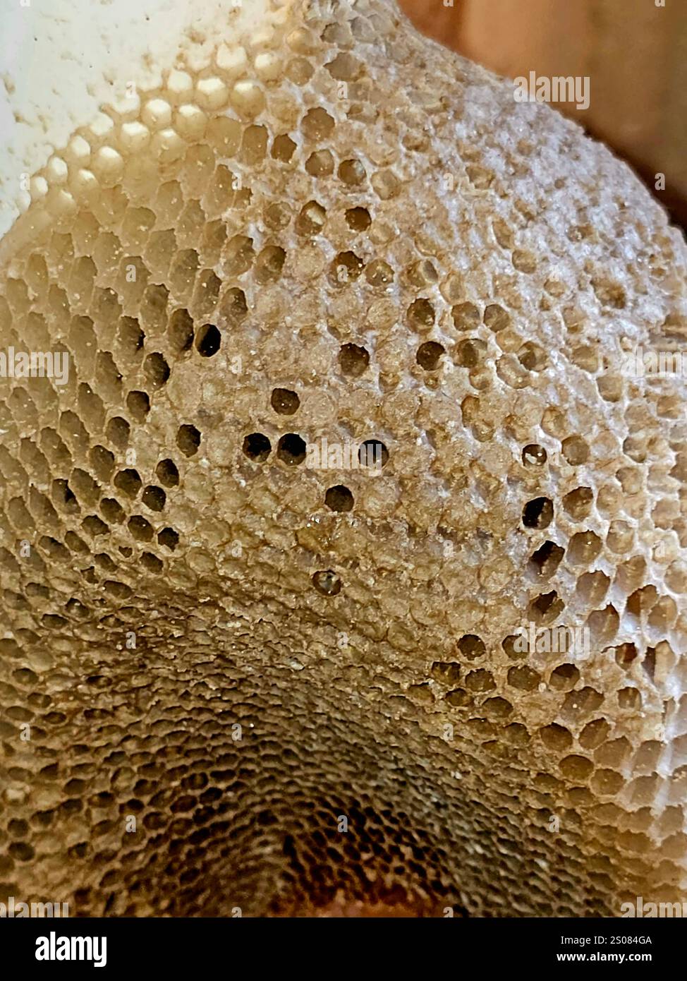 honeycomb, a mass of hexagonal prismatic cells built from beeswax by ...