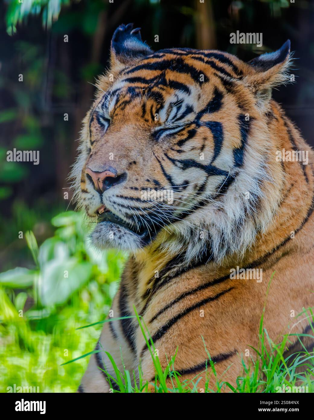 The Sumatran Tiger is the smallest of the Surviving Tiger subspecies ...