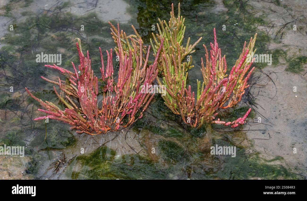 common Glasswort resp,Salicornia europaea on Eiderstedt Peninsula at ...